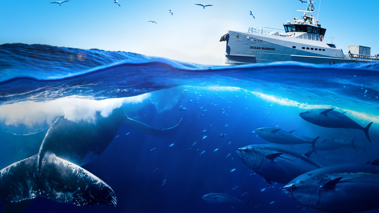 Sea Shepherd Global Donations – Defend Conserve Protect